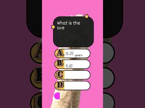 🦙 Do you know why Llamas spit? #quiztime #quizchallenge #llamas #trivia