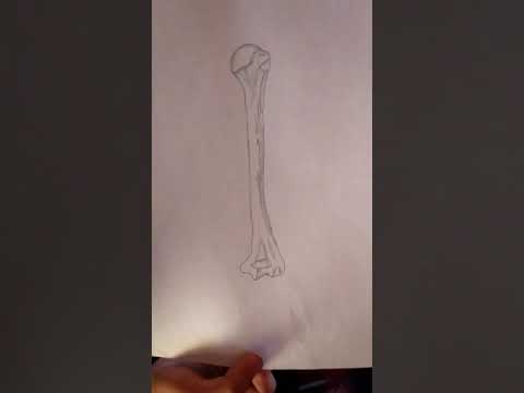 ANTERIOR AND POSTERIOR VIEW OF HUMERUS (DRAWING)