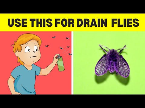 How To Get Rid Of Drain Flies (5 Easy Ways)