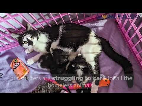 Send Care Packs to Shelter Dogs & Cats