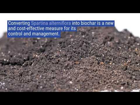 Resource utilization conditions as biochar of an invasive plant Spartina alterniflora in China