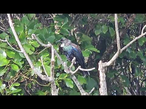 Tui Song, near Oban in Stewart Island, New Zealand