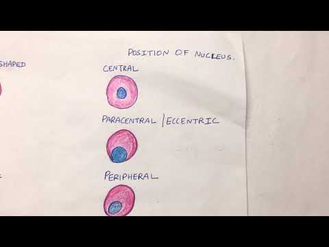 Location of the Nucleus in the cell | cytology basics