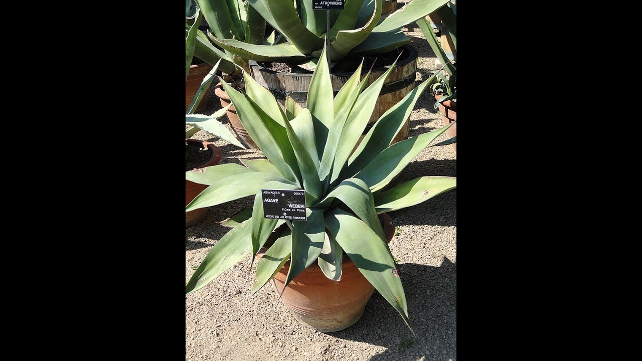 Garden Answer: Agave Weberi