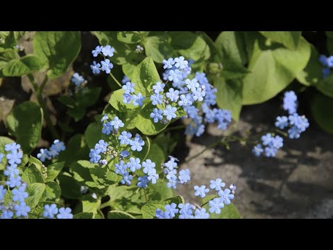 Brunnera macrophylla (Siberian bugloss) - FarmerGracy.co.uk