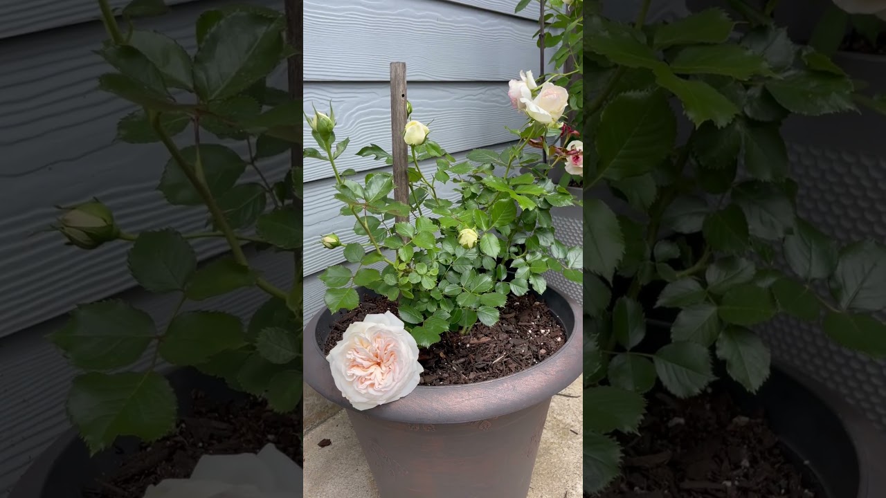 White Eden First Year #rose #rosa #garden #whiteeden #eden