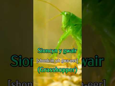 How to Say Grasshopper in Welsh | Welsh Words