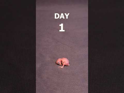Budgie chick 1-21 days growth stages