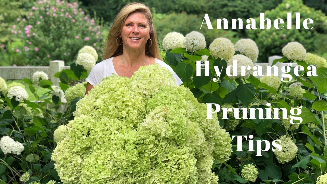 Annabelle Hydrangea Blooms | Tips on Pruning Hydrangeas