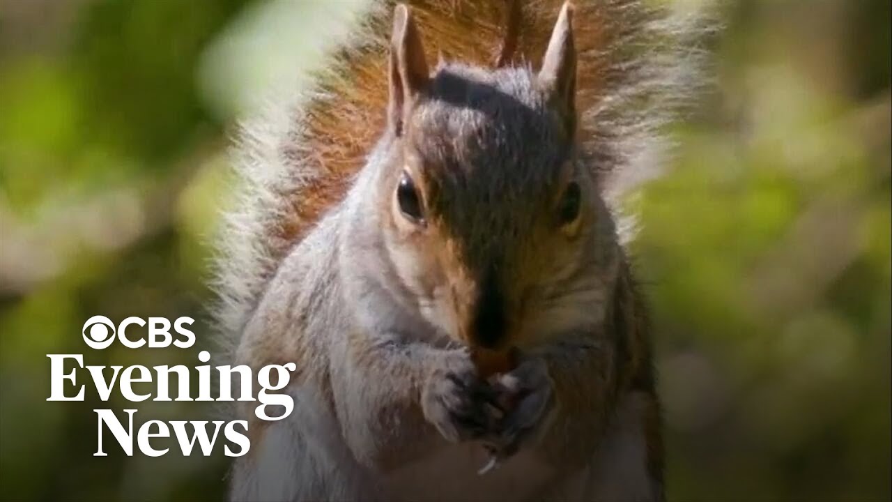 Searching for the fattest squirrel in Texas