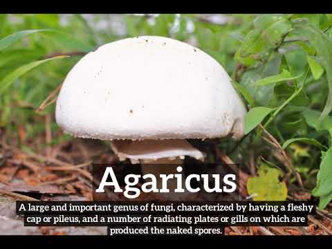 How to Say Agaricus in English? | How Does Agaricus Look? | What is Agaricus?