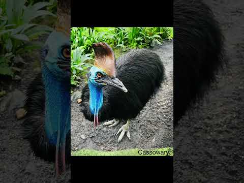 Cairns - Australia - 7 day Itinerary