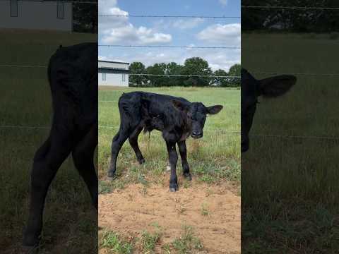 How long does it take a black angus cow to have a baby? #cute #cow #calf