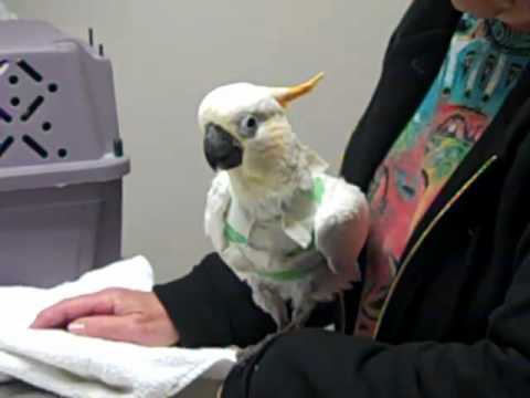 Dr. Hess Discusses the Importance of Towel Restraint | Feathered Angels