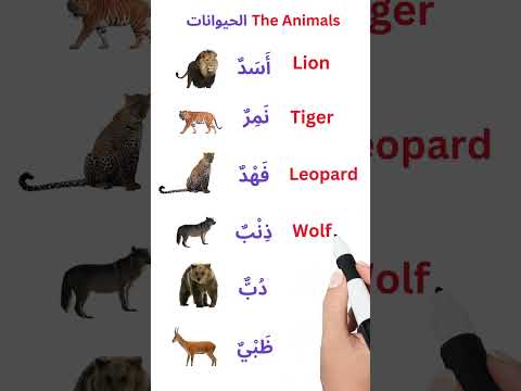 Common Arabic words | English- Arabic #learnarabic #arabicforbeginners #shorts #animals #english