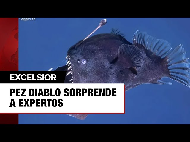Video revela el verdadero tamaño del pez diablo encontrado cerca de la ...