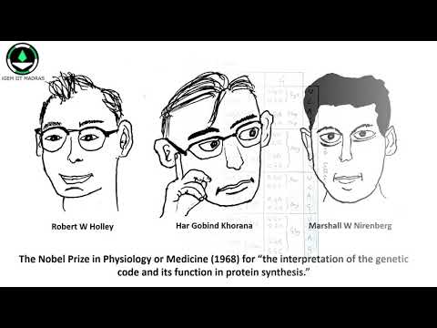 Central Dogma and Translation : Language Project - Hindi