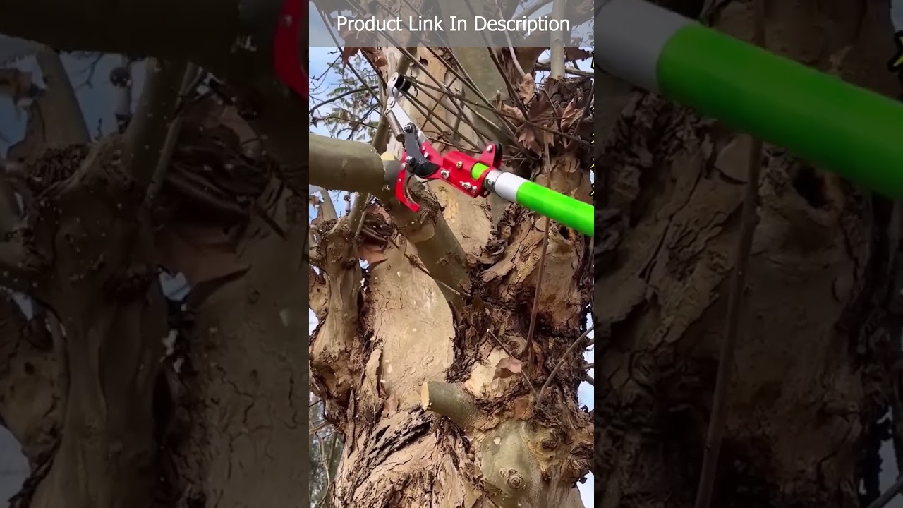 Trimming Tall Trees Just Got WAY Easier – Here’s How! 