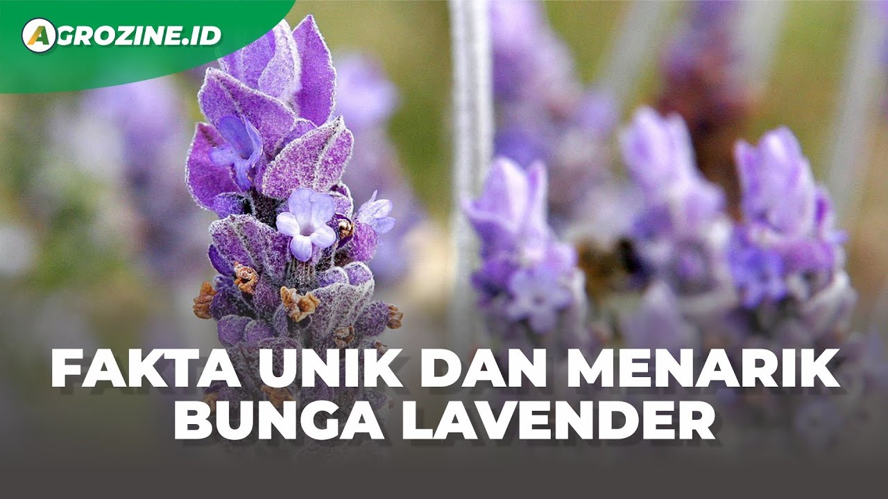 Mengenal Bunga Lavender dan Fakta Unik Dibalik Si Bunga Cantik Berwarna Ungu