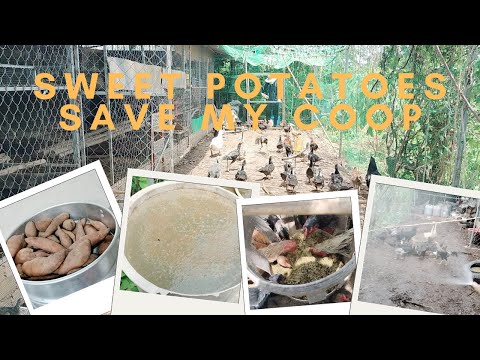 This Sweet Potato Solution Keeps My Animals Healthy & My Coop Fresh