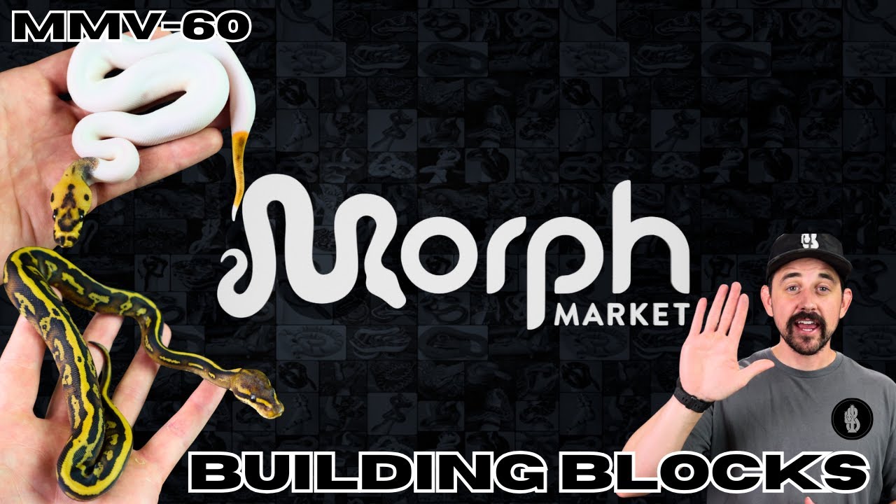 The Power Of Working Het Ball Python Projects With State 48 Exotics