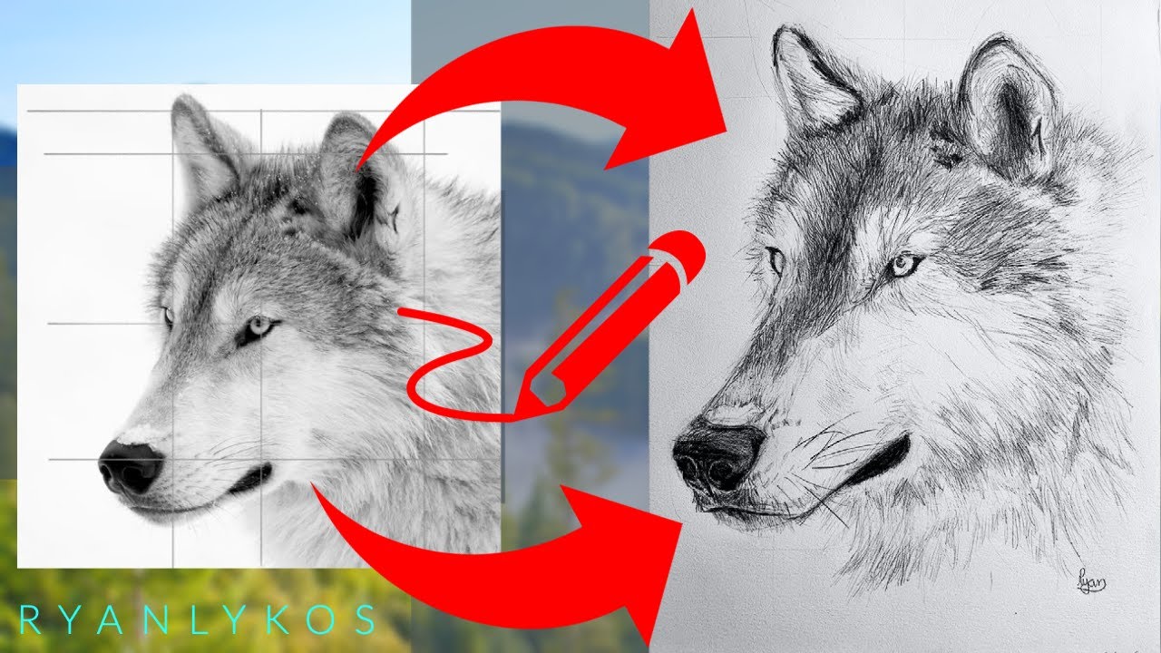 WOLF | Time Lapse Sketch - Pencil + Graphite