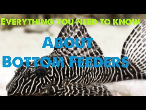 Everything you need to know about Bottom Feeders! (Ep.3)