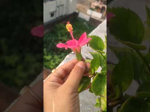 bracts #flowers #factsshorts #something about flowers
