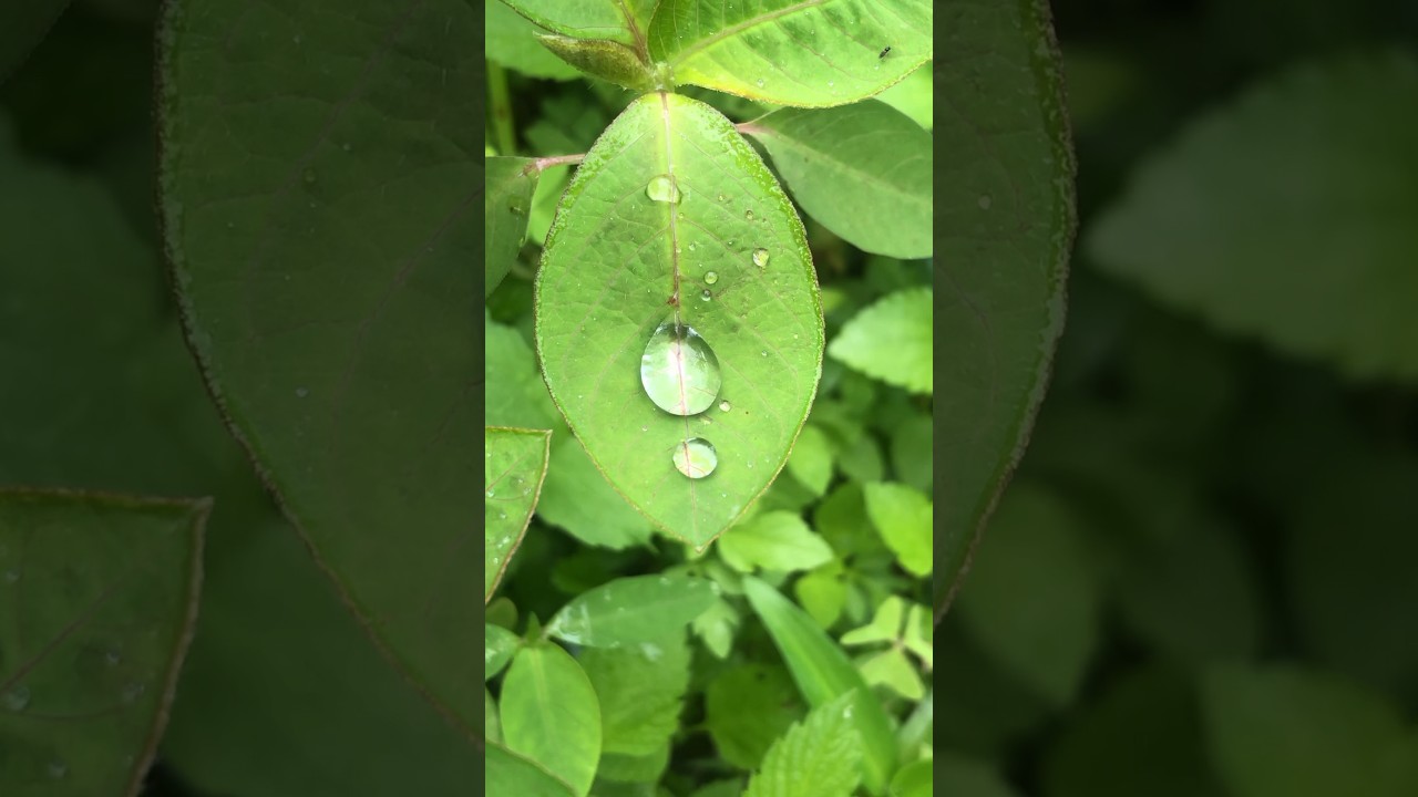 When water drop falling from leaves