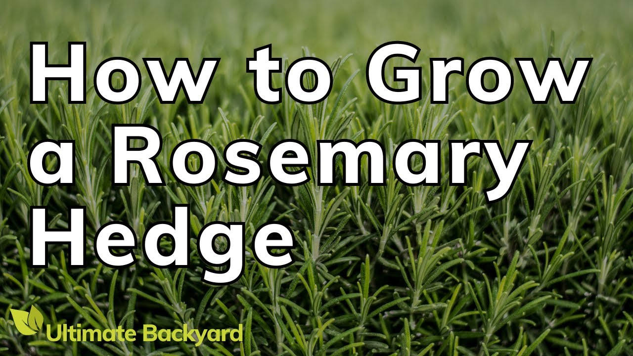 How to Grow a Rosemary Hedge