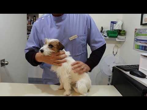 How to pill a small dog