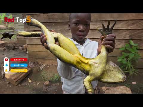 The 5 big frogs in the world || are really weird