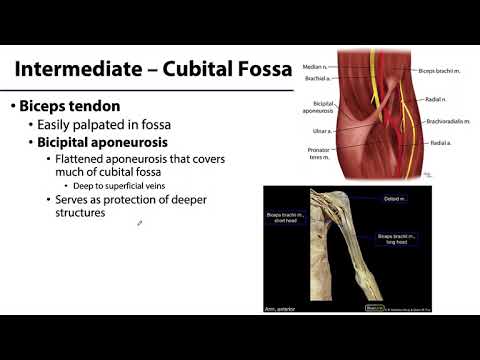 Cubital Fossa - M1 Learning Objectives
