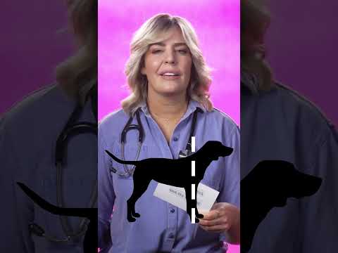 How To Spot A Tick On Your Dog πΆ The Web's Most Searched Pet Questions πΎ | Bondi Vet #shorts