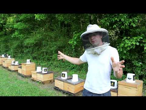 Experimental Yard Ep.2 - Update, Numbering Hives, and Parameters