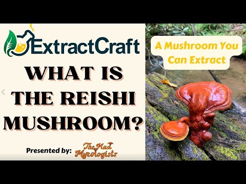 What is the Amazing Reishi Mushroom?