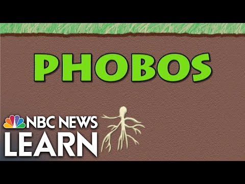 Word Roots: Phobos