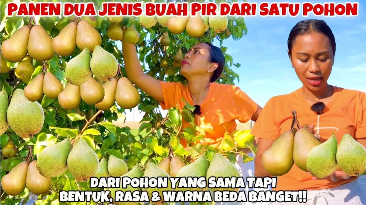 UNIQUE!! HARVESTING TWO TYPES OF WILD PEARS FROM ONE TREE