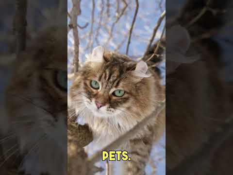 5 Interesting Facts About The American Curl Cat - FelineGood #shorts