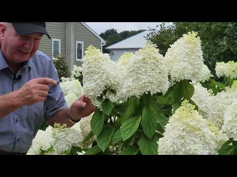 Complete Guide To Enjoying Panicle Hydrangeas // Hardy, EASY To GROW & Incredibly BEAUTIFUL 👍👏😊💚