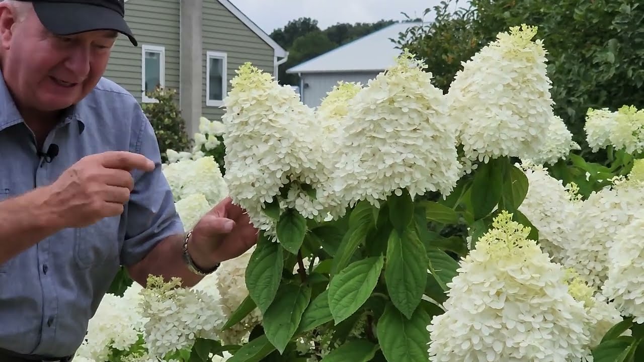 Our Complete Guide To Enjoying Panicle Hydrangeas // Hardy, EASY To GROW & Incredibly BEAUTIFUL 👍👏😊💚