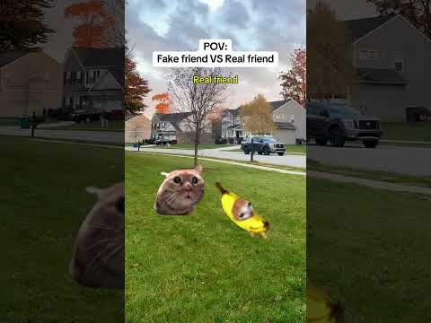 CAT MEMES 🐱Fake friend VS Real friend #catmemes #relatable #relationship