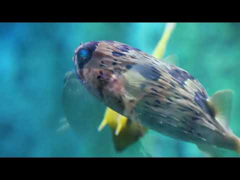 Sura AR-Rahman Recitation+Beautiful ocean scenery.