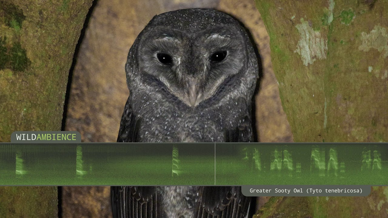 Greater Sooty Owl - Calls & Sounds