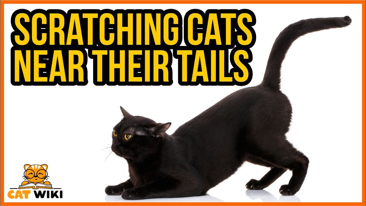 Why Do Cats Act Weird When You Scratch The Base Of Their Tails? The Answer May Surprise You!