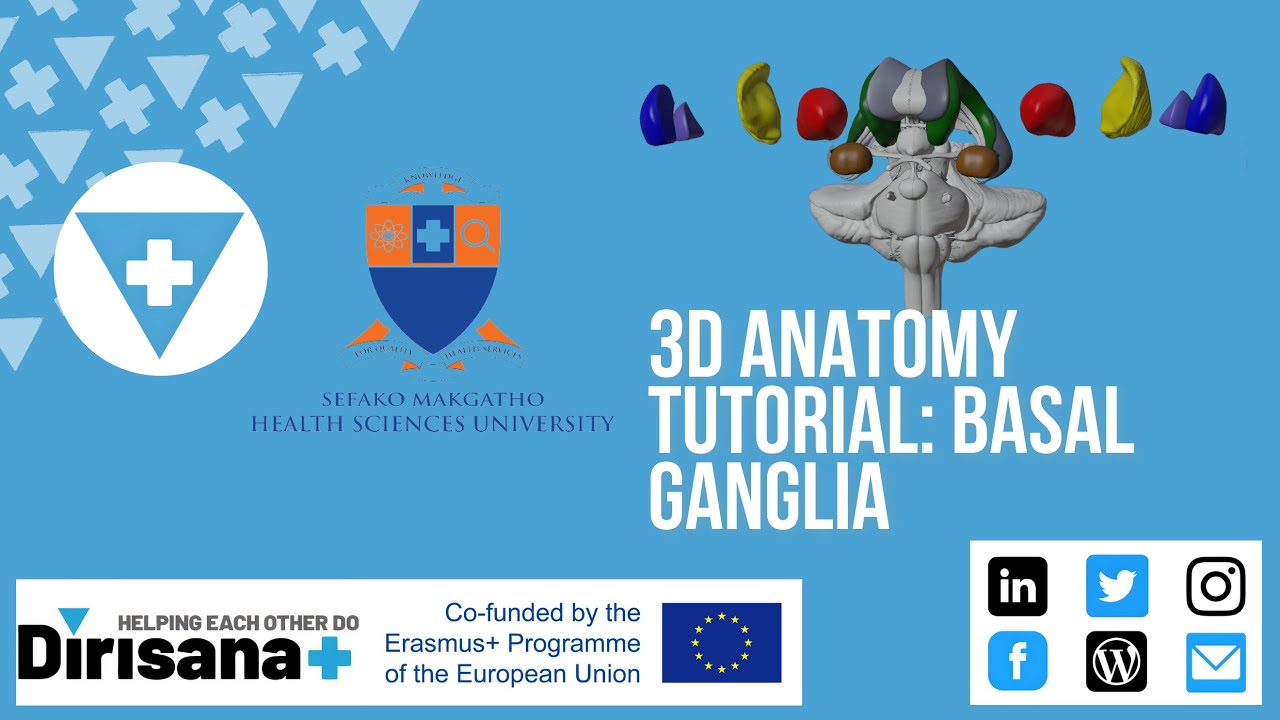 3D ANATOMY TUTORIAL: BASAL GANGLIA & CLINICAL RELEVANCE