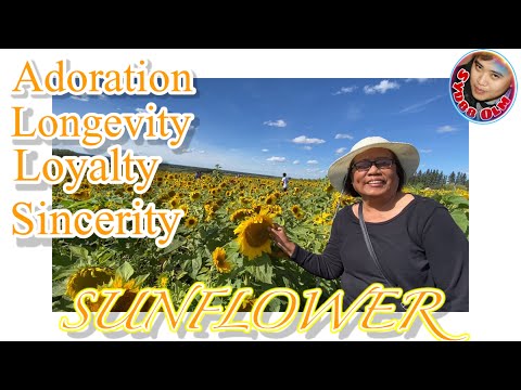 SUNFLOWERS | The sunflower’s yellow color symbolizes vitality, intelligence, and happiness.