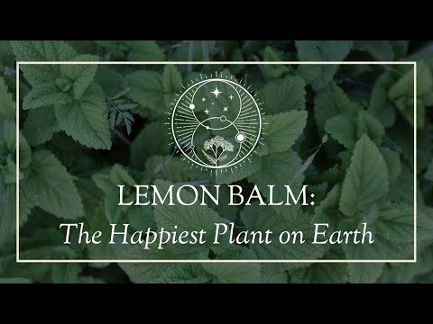 Lemon Balm: The Happiest Plant on Earth