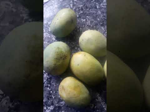 ##botanical name of mangoes