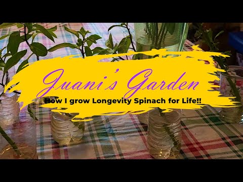 Growing Longevity Spinach for Life!!
